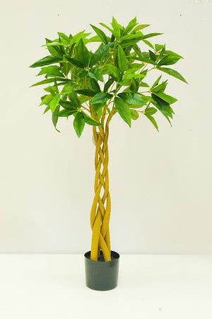 48" PACHIRA MACROCARPA IN POT– Casa Febus | Home • Design