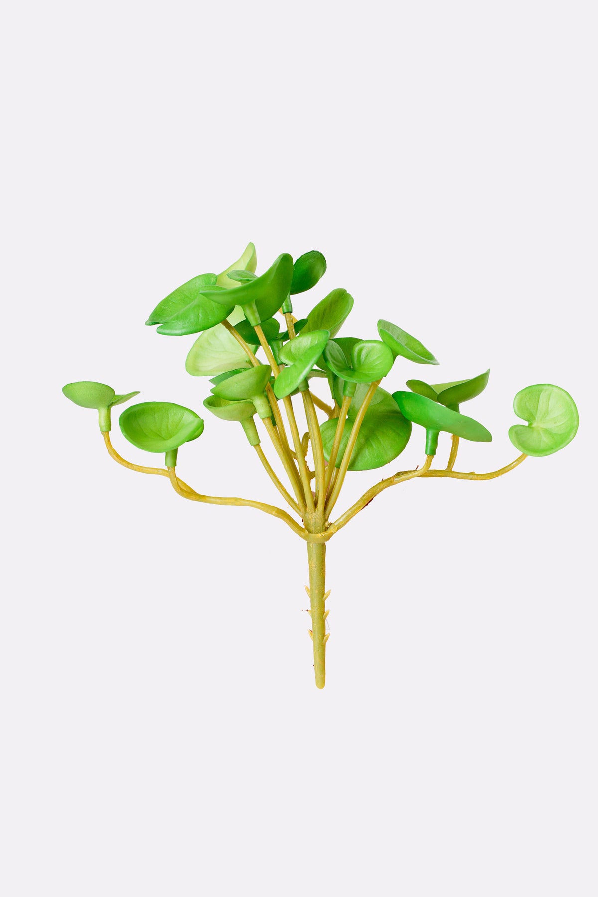 6" Hydrocotyle Verticillata Spray– Casa Febus | Home • Design